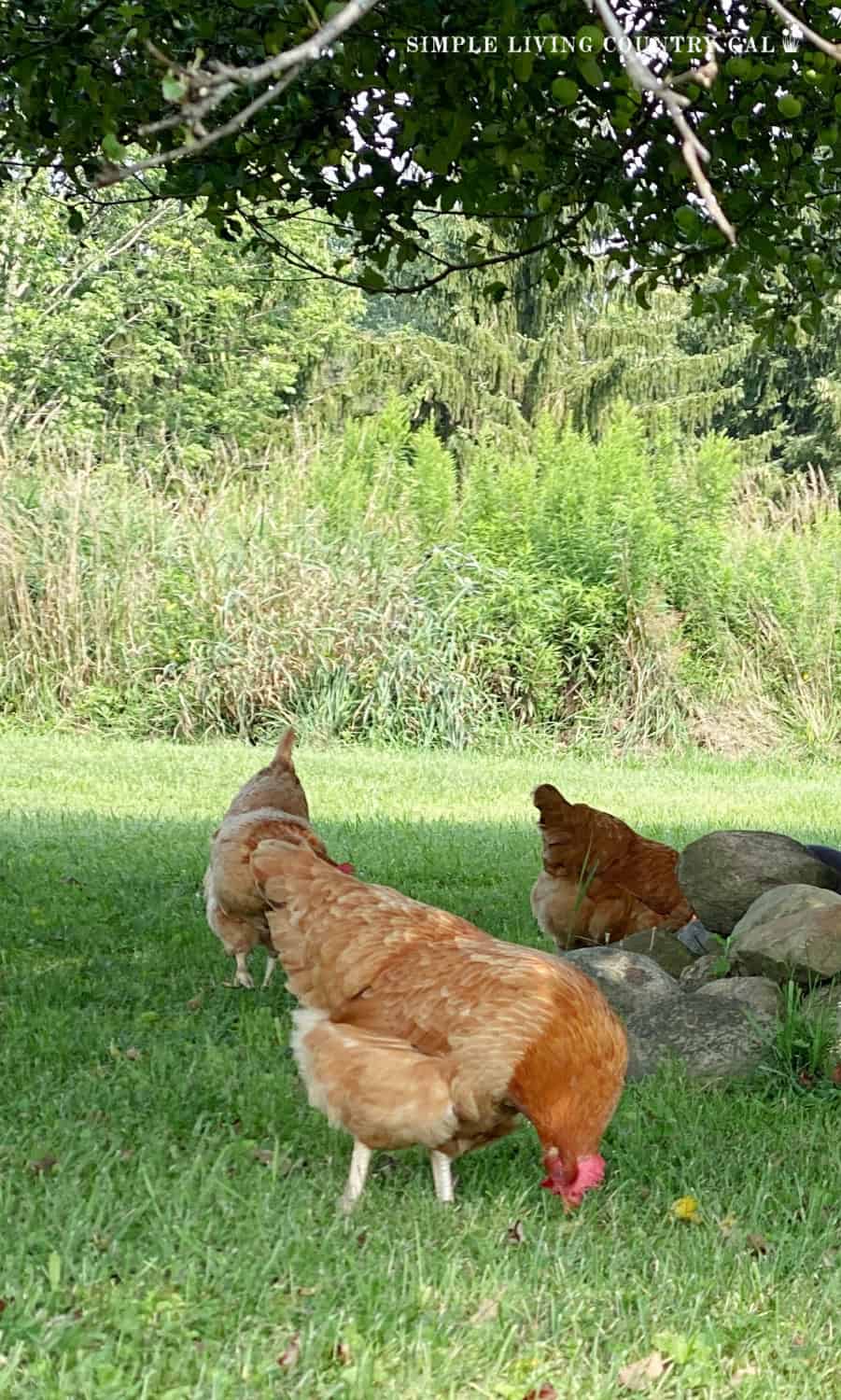 How to Free-Range Chickens: Complete Guide | Simple Living Country Gal