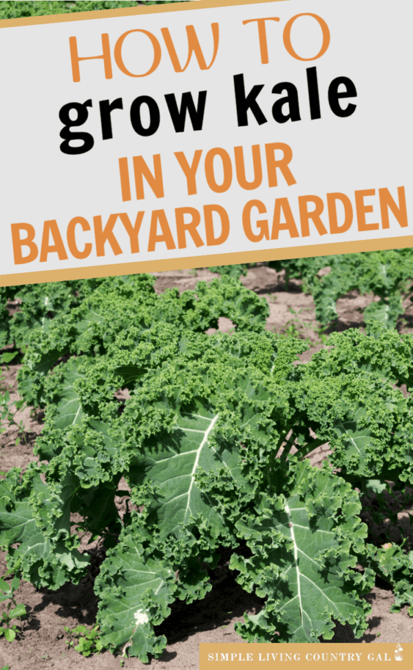 How to Grow Kale for Beginners | Simple Living Country Gal