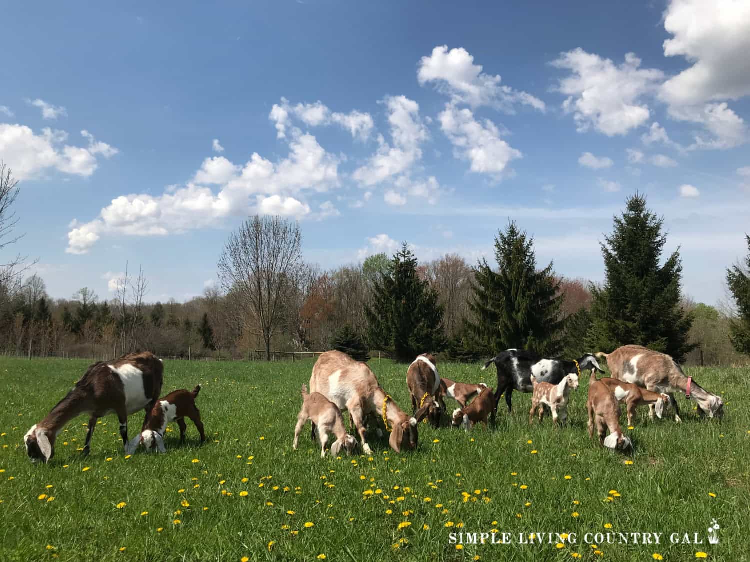 How to Prepare for Bucks Breeding Season | Simple Living Country Gal