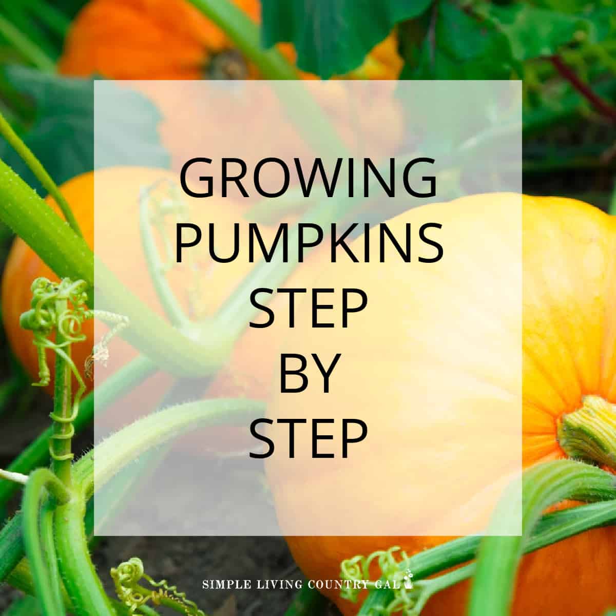 How to Grow Pumpkins for Beginners | Simple Living Country Gal