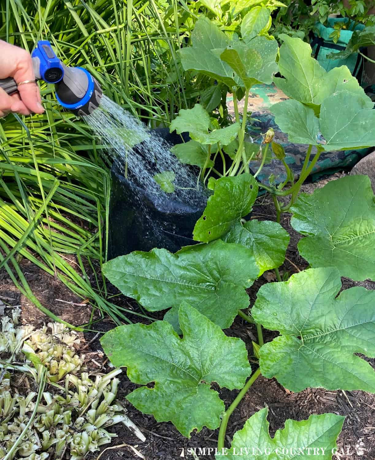 How to Grow Pumpkins for Beginners | Simple Living Country Gal