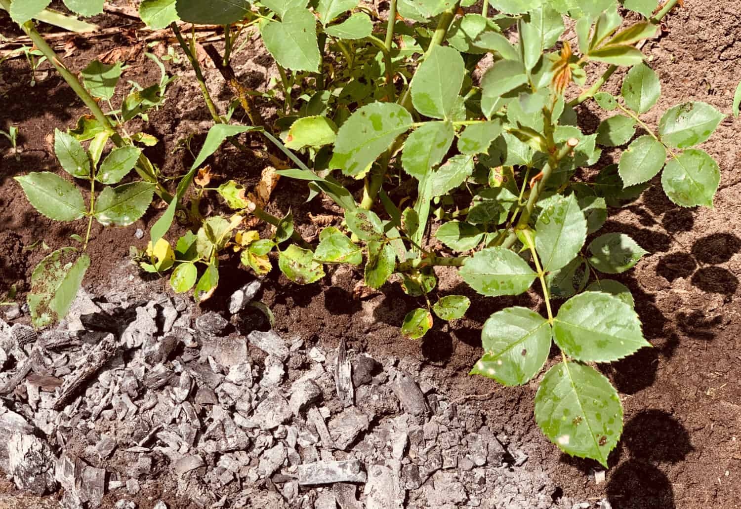 How To Use Wood Ash On Your Homestead | Simple Living Country Gal