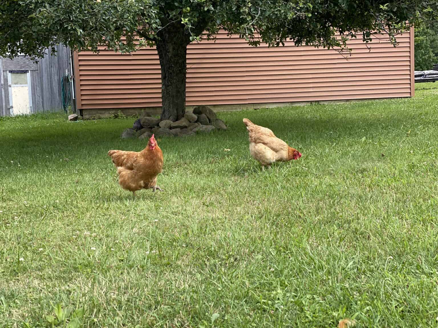 How Many Chickens Do I Need for My Family | Simple Living Country Gal