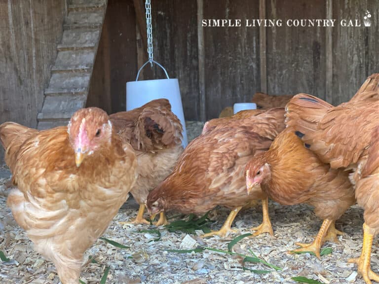 How to Keep a Clean Chicken Coop | Simple Living Country Gal