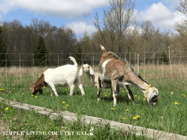 Beginner's Guide: How to Start a Homestead | Simple Living Country Gal