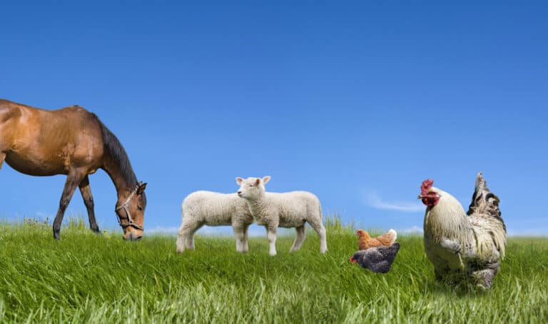 Beginner's Guide: How to Start a Homestead | Simple Living Country Gal