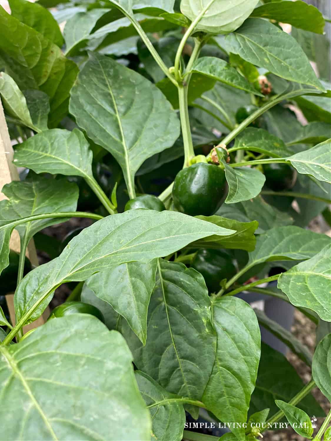 How to Grow Bell Peppers for Beginners: A Guide | Simple Living Country Gal