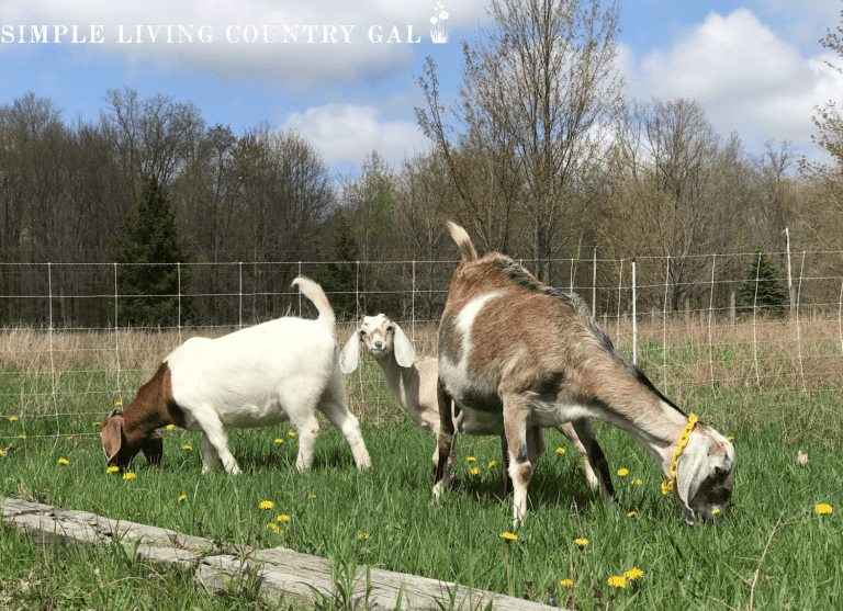 Portable goat fencing | Simple Living Country Gal