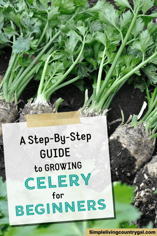 How to Grow Celery for Beginners | Simple Living Country Gal