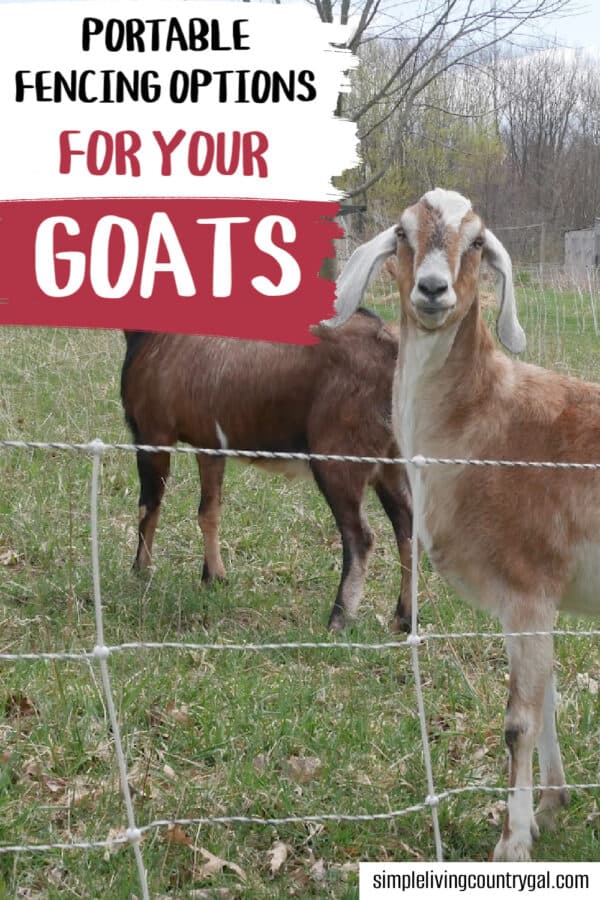 Portable goat fencing | Simple Living Country Gal