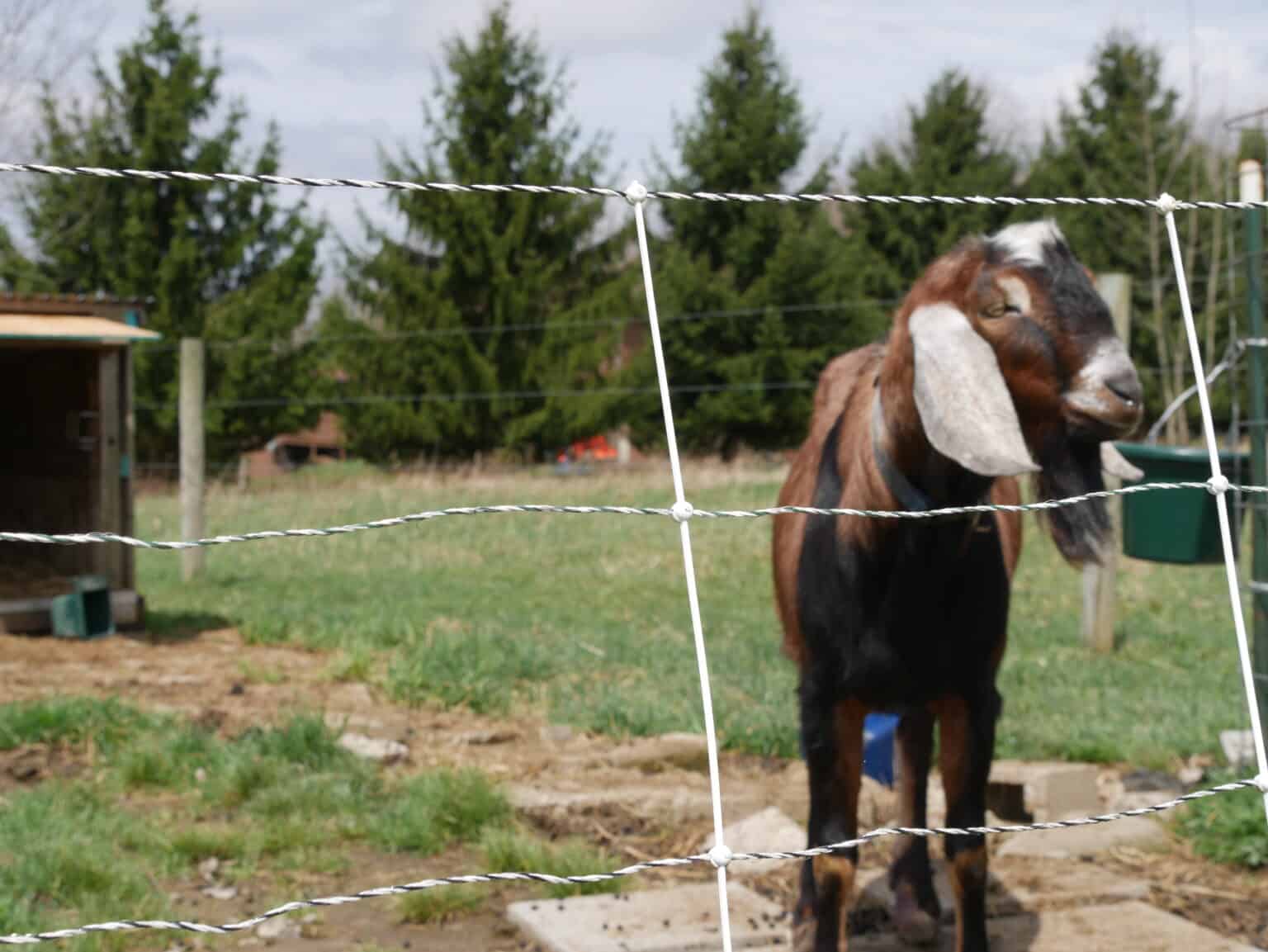 Escape proof goat fencing | Simple Living Country Gal
