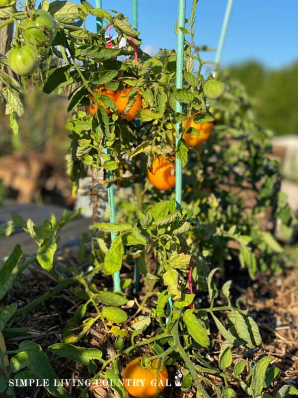How to Use a Garden Planner for Better Gardening | Simple Living ...