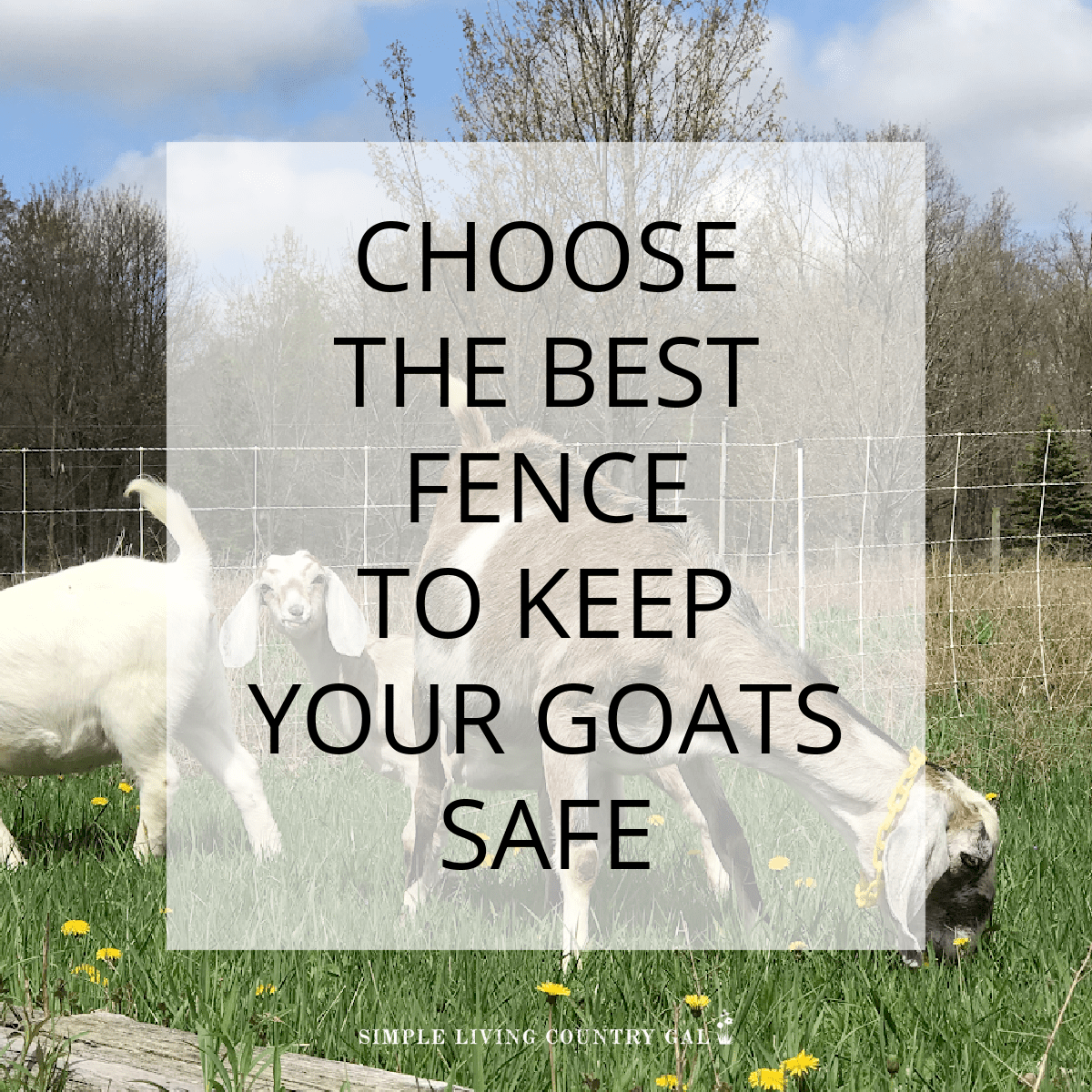The Best Goat Fence Ideas for a Thriving Homestead | Simple Living ...