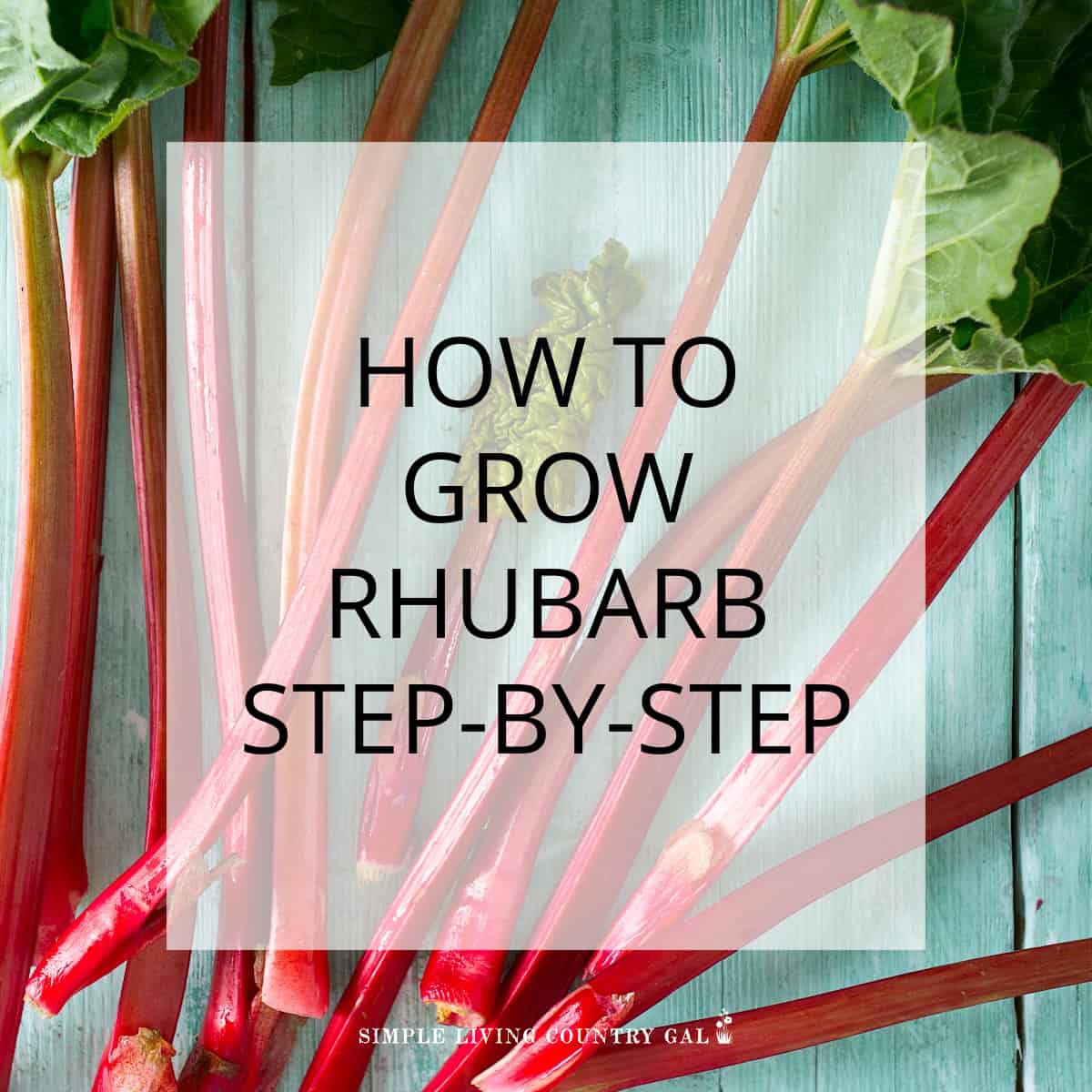 How to Grow Rhubarb for Beginners | Simple Living Country Gal