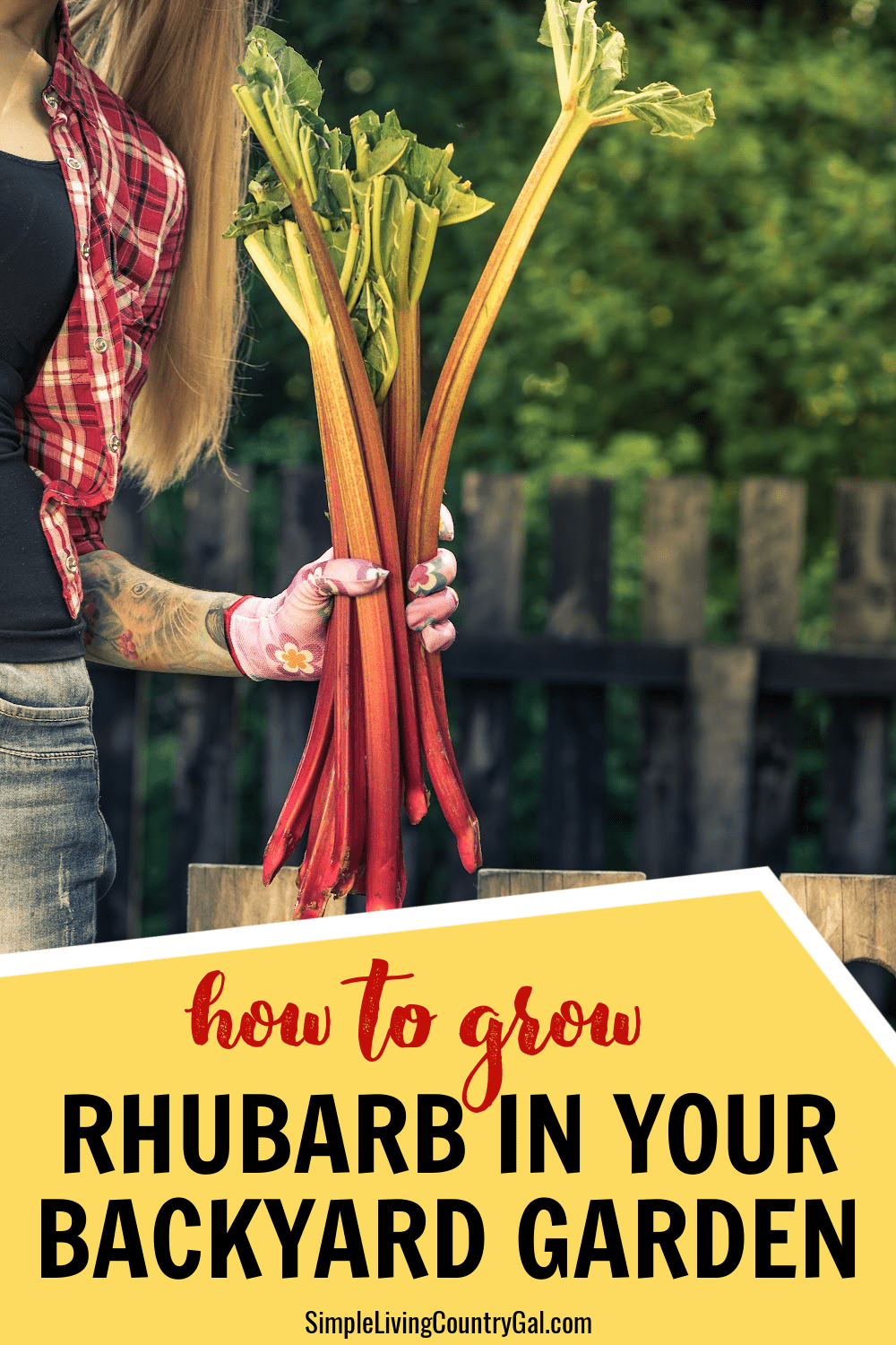 How to Grow Rhubarb for Beginners | Simple Living Country Gal