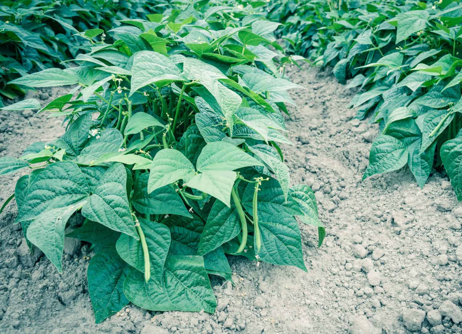 How to Grow Beans for Beginners: A Simple Guide | Simple Living Country Gal