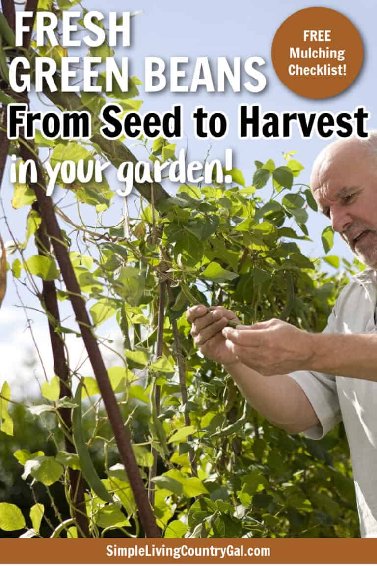 How to Grow Beans for Beginners: A Simple Guide | Simple Living Country Gal