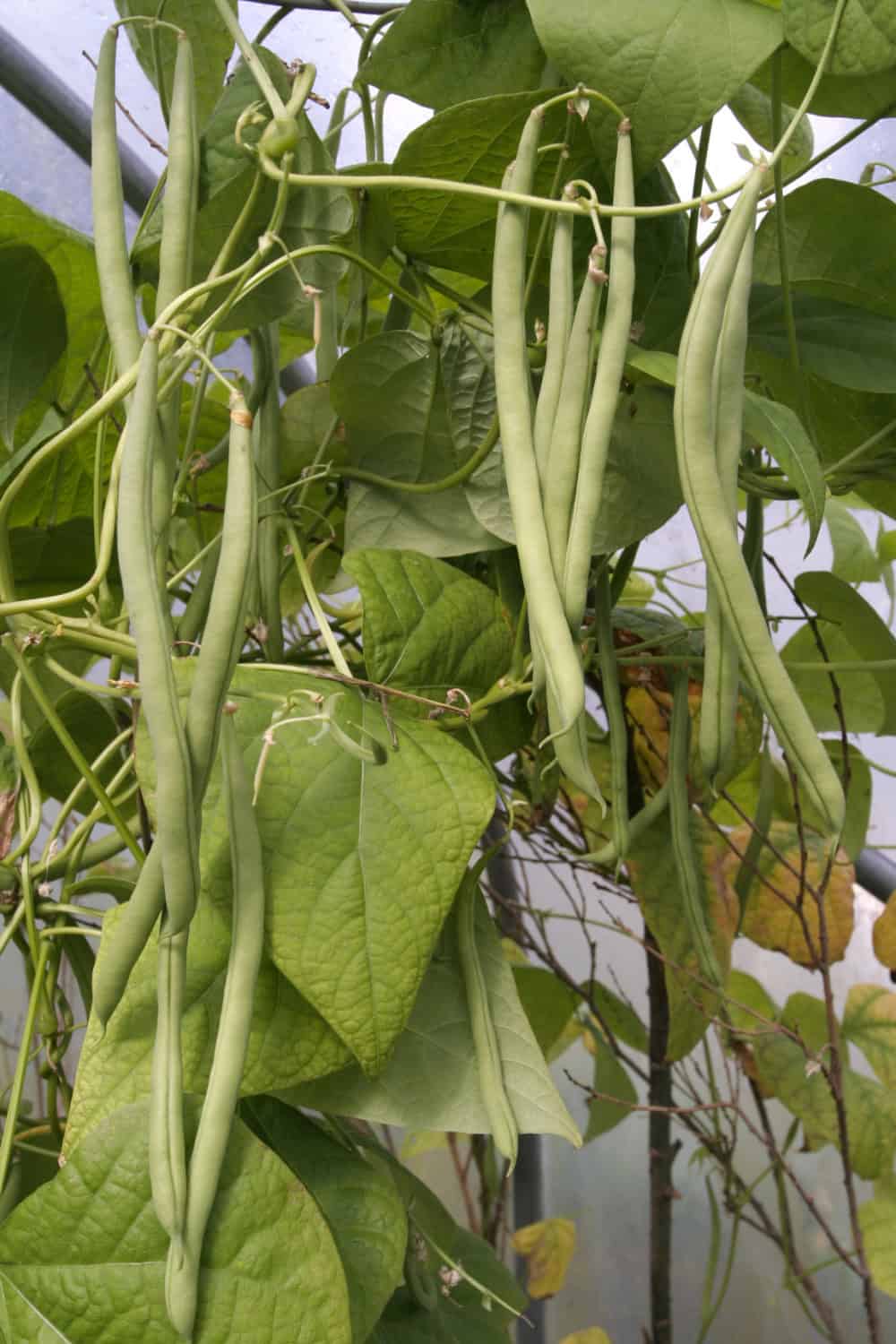 How to Grow Beans for Beginners: A Simple Guide | Simple Living Country Gal