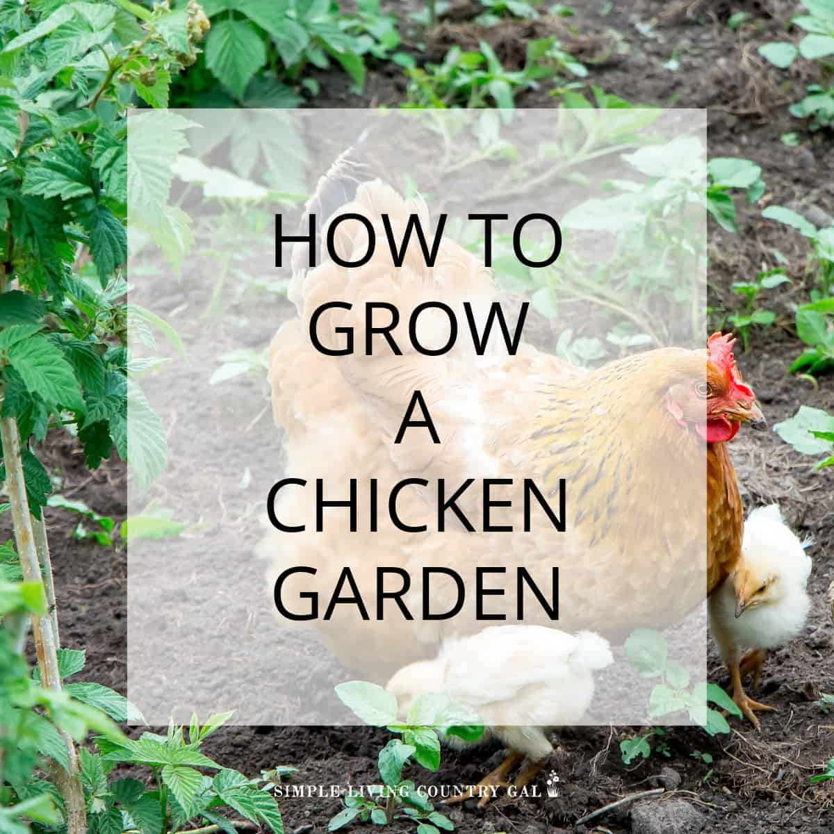 How to Grow a Chicken Garden | Simple Living Country Gal