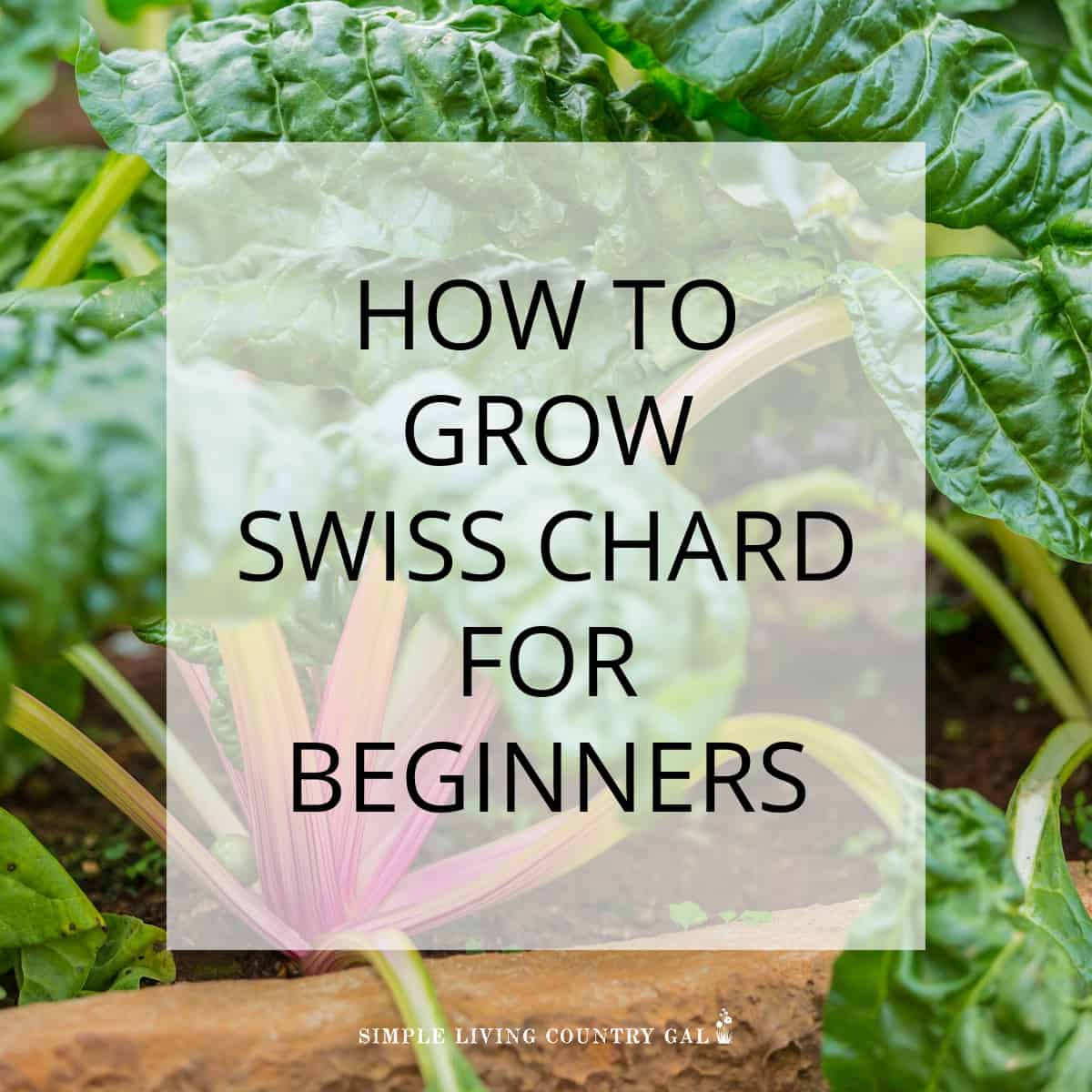 How to Grow Swiss Chard for Beginners Step by Step | Simple Living ...