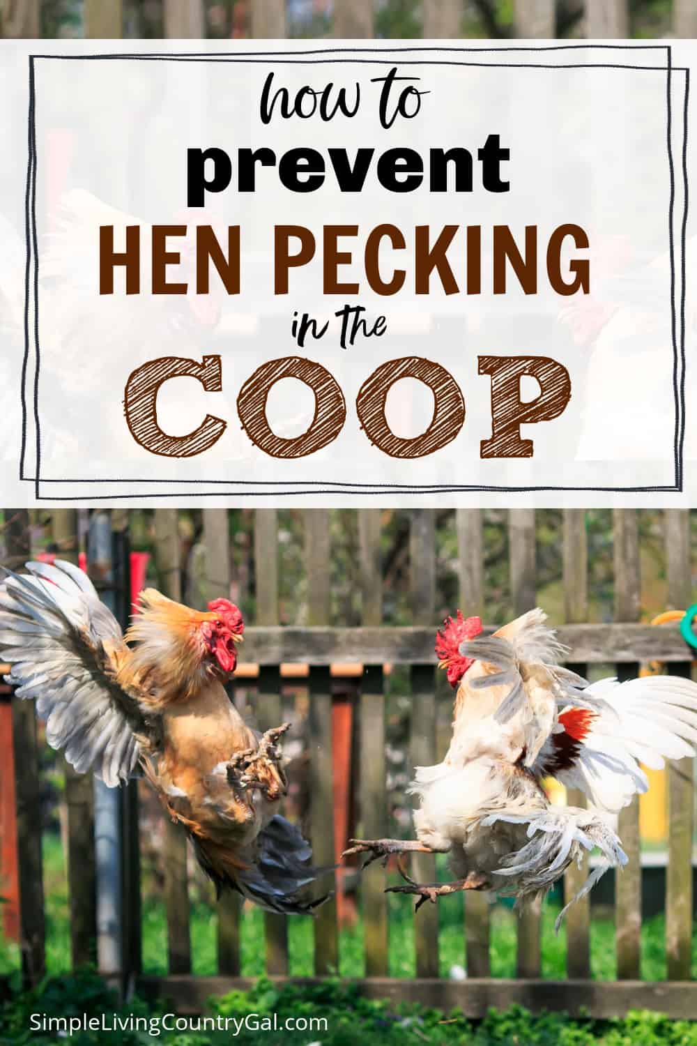 Help for Hen pecked chickens | Simple Living Country Gal