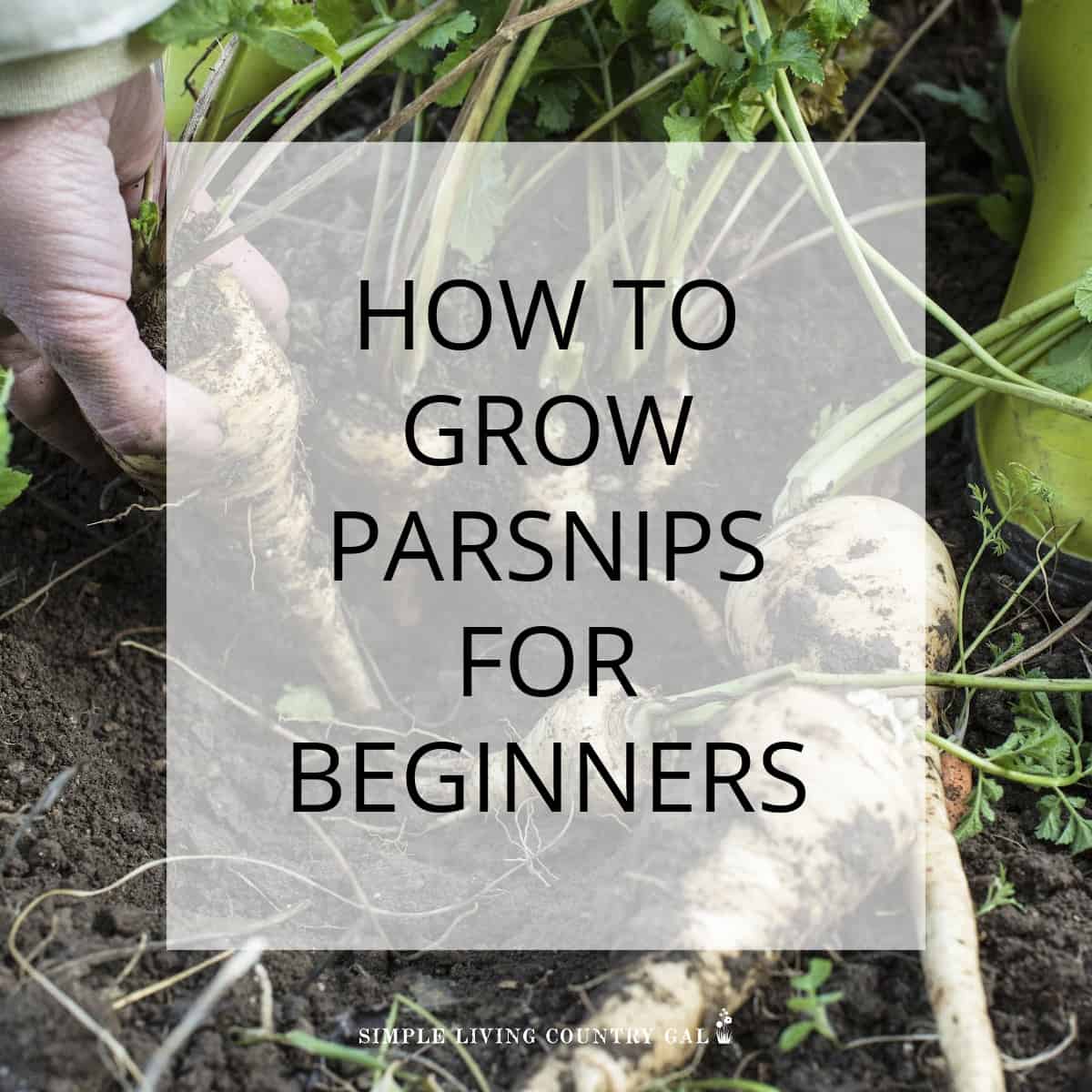 How to Grow Parsnips for Beginners: A Guide | Simple Living Country Gal