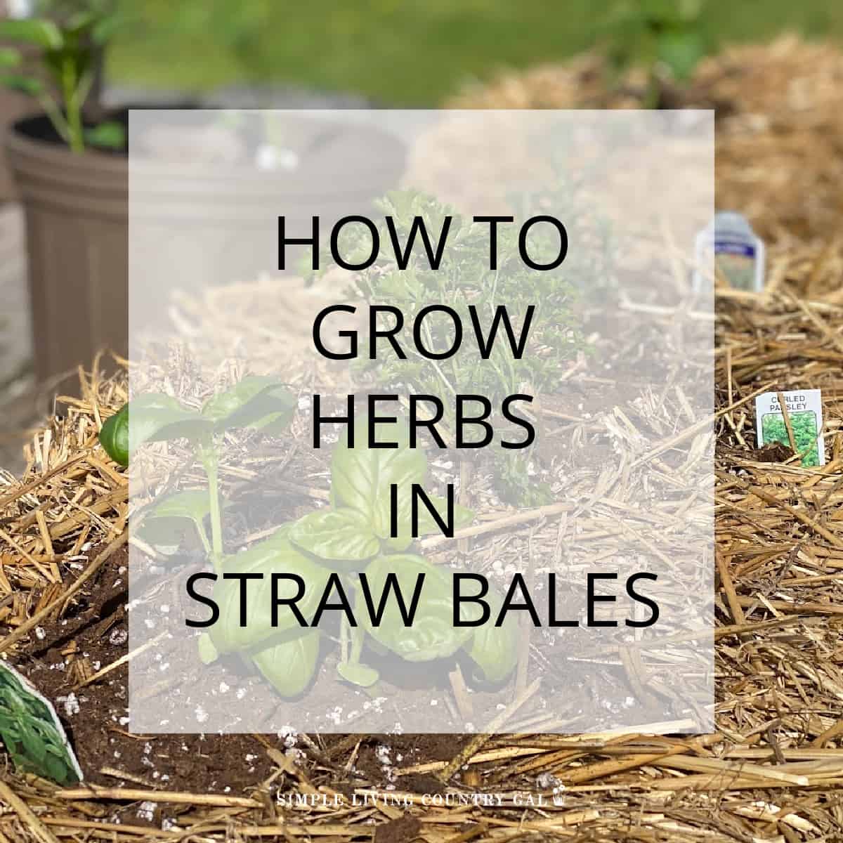 A Step-by-Step Guide to Growing Herbs in Straw Bales | Simple Living ...