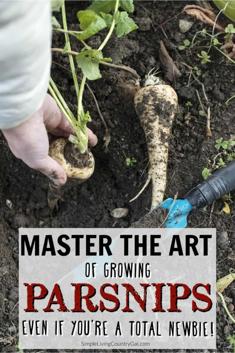 How to Grow Parsnips for Beginners: A Guide | Simple Living Country Gal