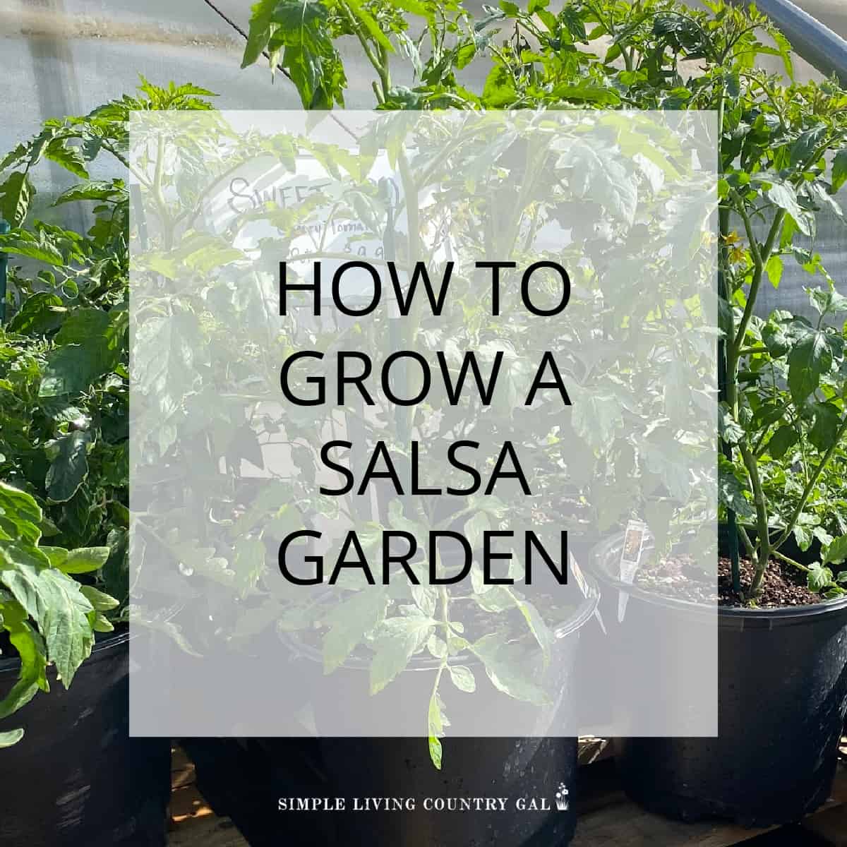 How to Grow a Salsa Garden | Simple Living Country Gal