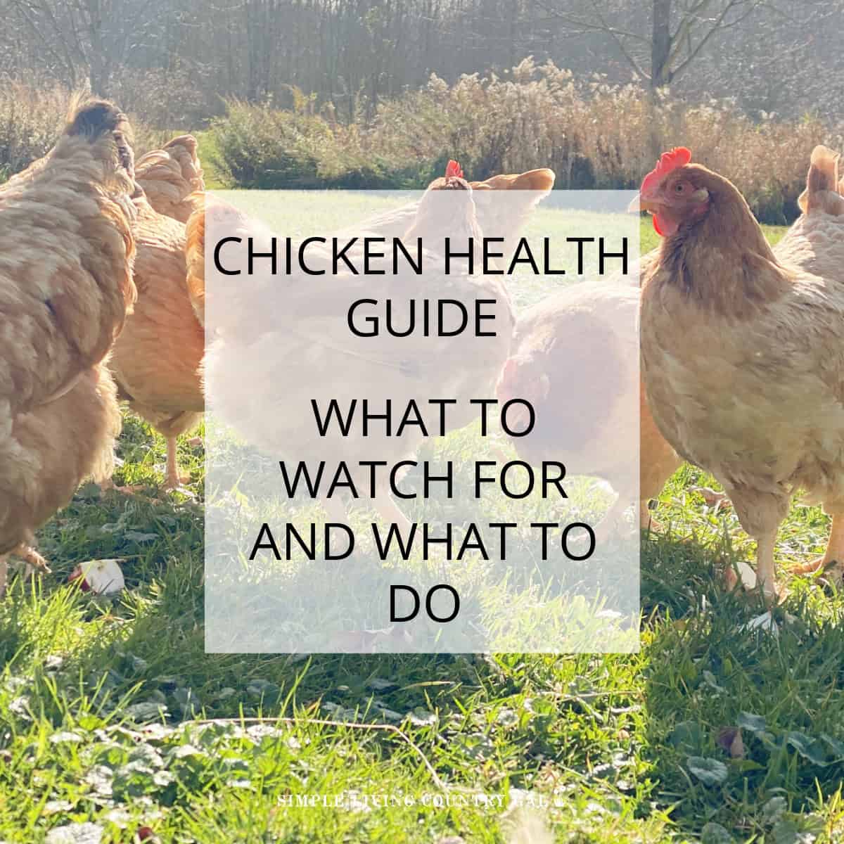 Sick Chicken Symptoms: A Guide for Owners | Simple Living Country Gal