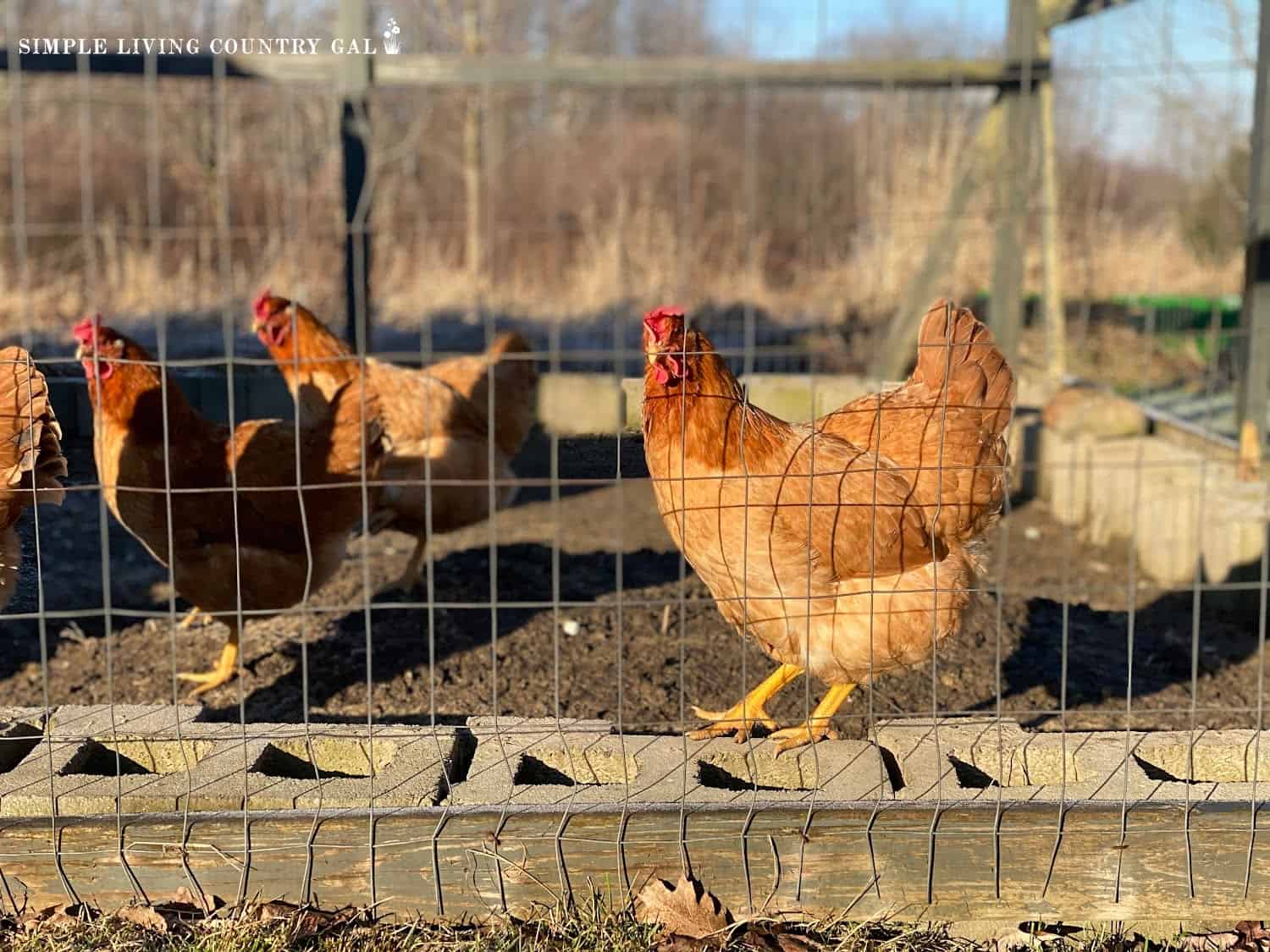 Sick Chicken Symptoms: A Guide for Owners | Simple Living Country Gal