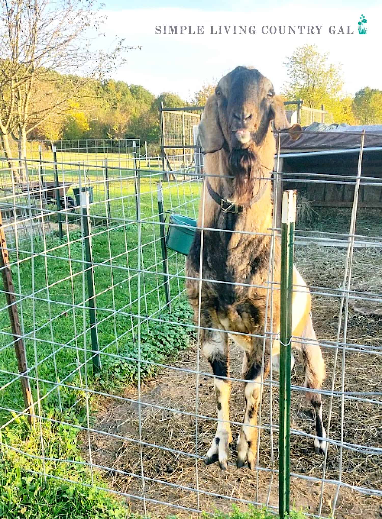 how to build a goat fence | Simple Living Country Gal