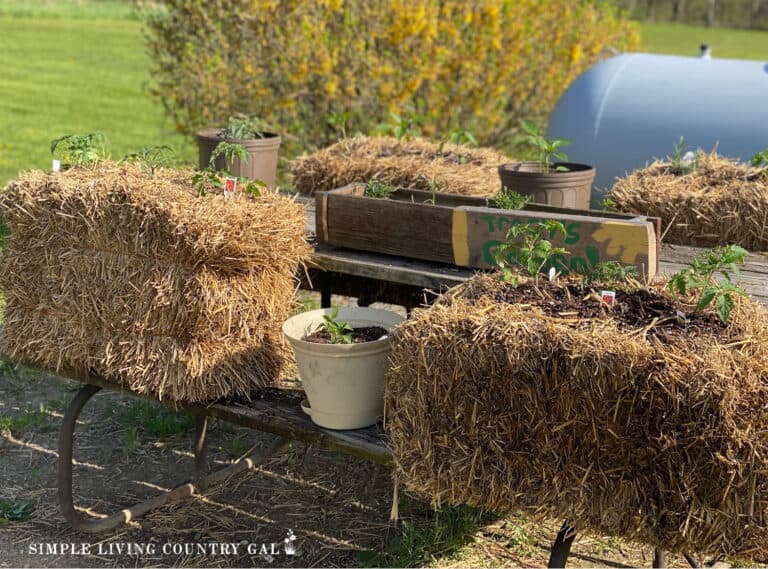 how to prepare straw bales for planting | Simple Living Country Gal