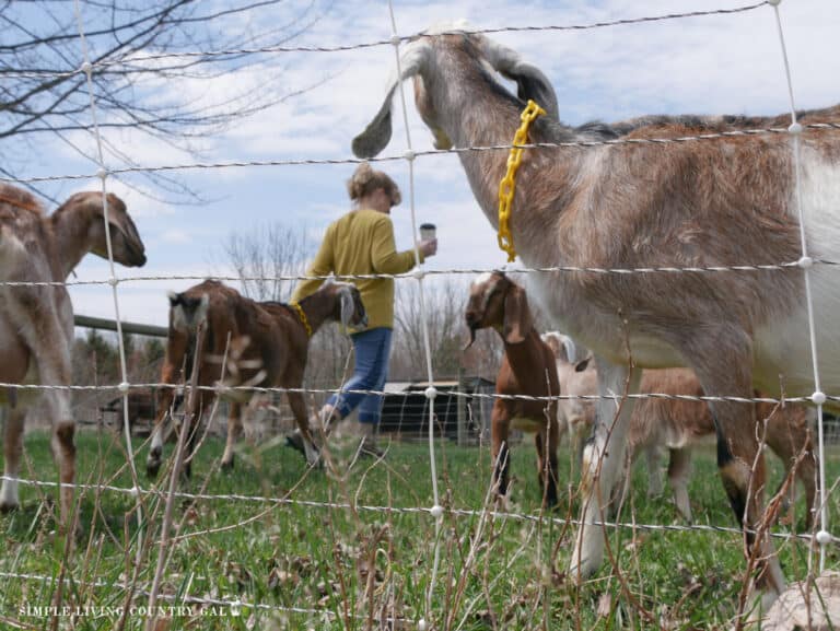 Movable Goat Fence | Simple Living Country Gal
