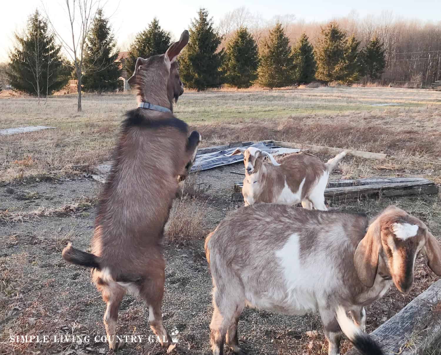 How To Have People-Friendly Goats | Simple Living Country Gal