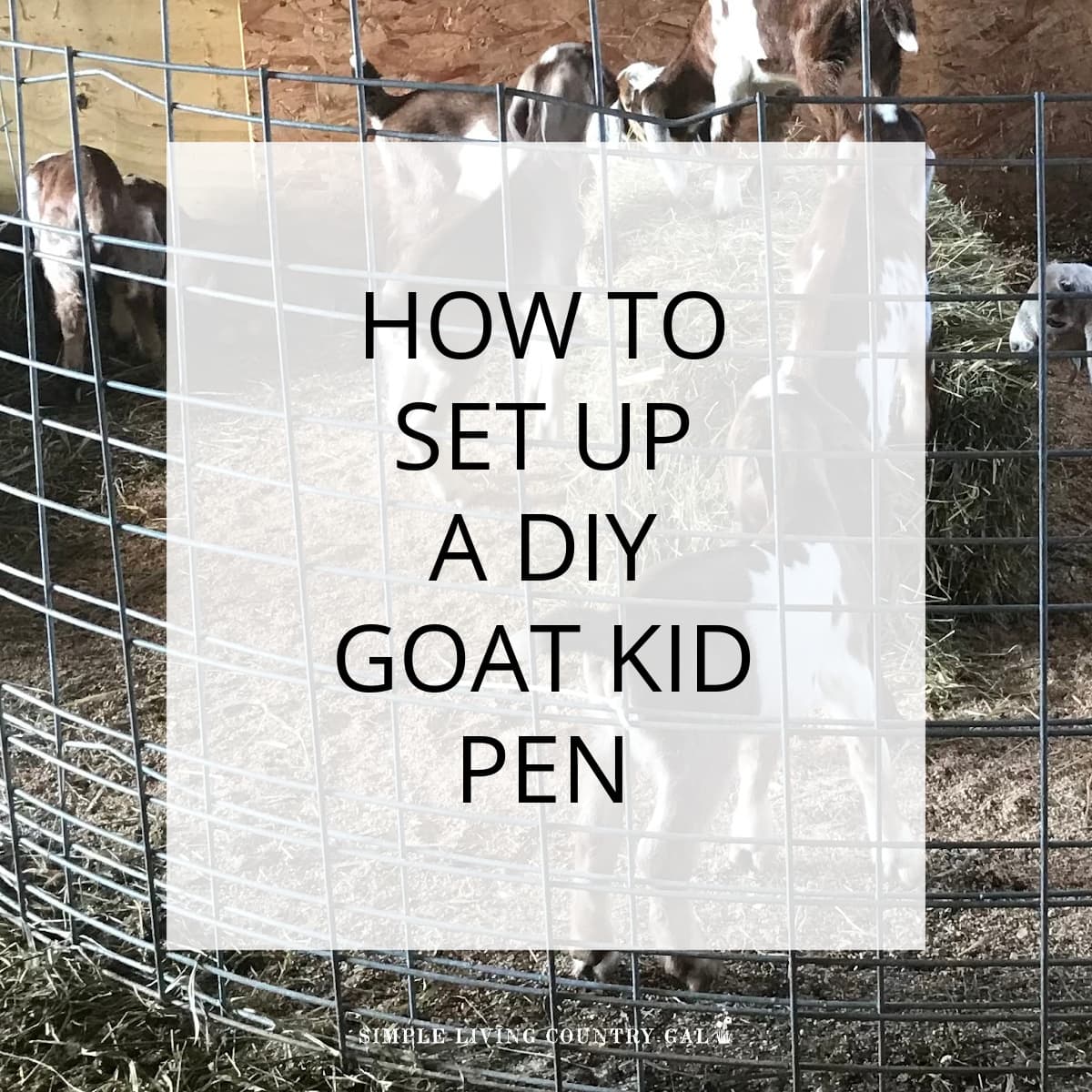 How To Set Up A DIY Goat Kid Pen | Simple Living Country Gal