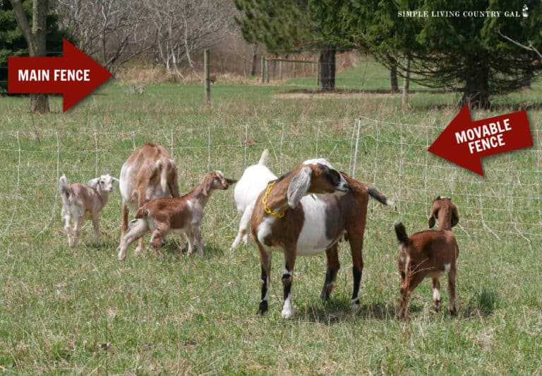 Movable Goat Fence | Simple Living Country Gal