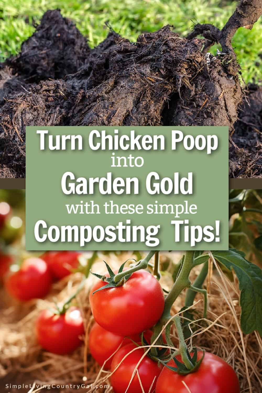 How to Use Chicken Manure Fertilizer for Gardens | Simple Living ...