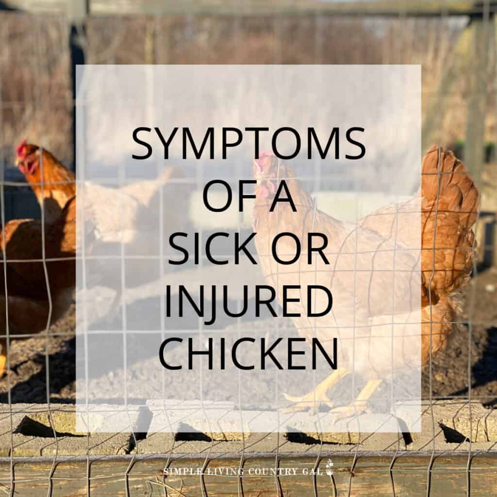 Backyard Chickens Archives - Simple Living Country Gal