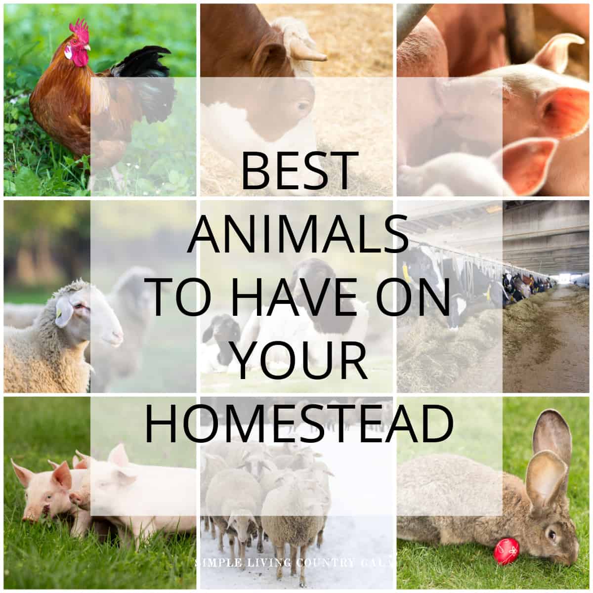 best animals for homesteading | Simple Living Country Gal