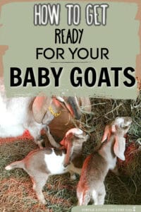 How to Prepare for Baby Goats When Kidding Begins | Simple Living ...