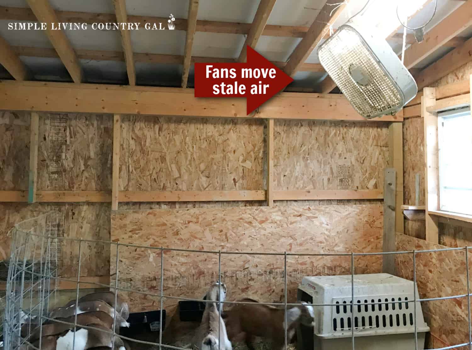 How to Keep Goats Cool in the Summer | Simple Living Country Gal