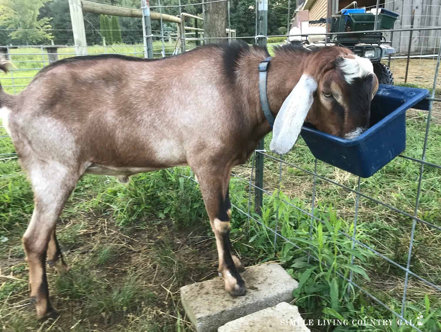 what is a wether goat? | Simple Living Country Gal