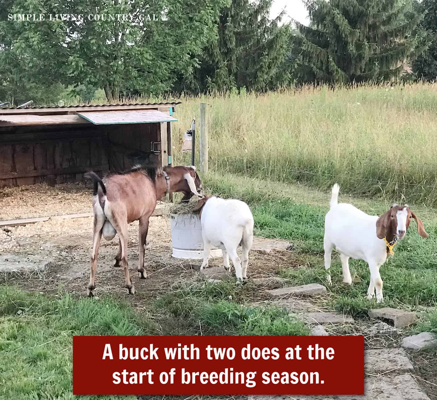what is a wether goat? | Simple Living Country Gal
