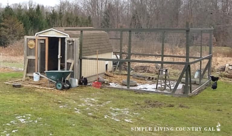 How to Prepare for Chickens: A Complete Guide for Beginners | Simple ...