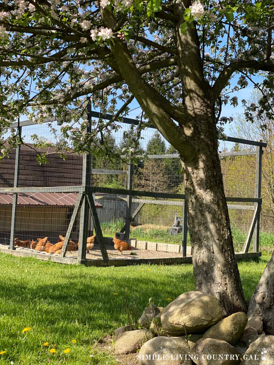 Building a Simple Chicken Run: Tips for Chicken Coop Safety | Simple ...