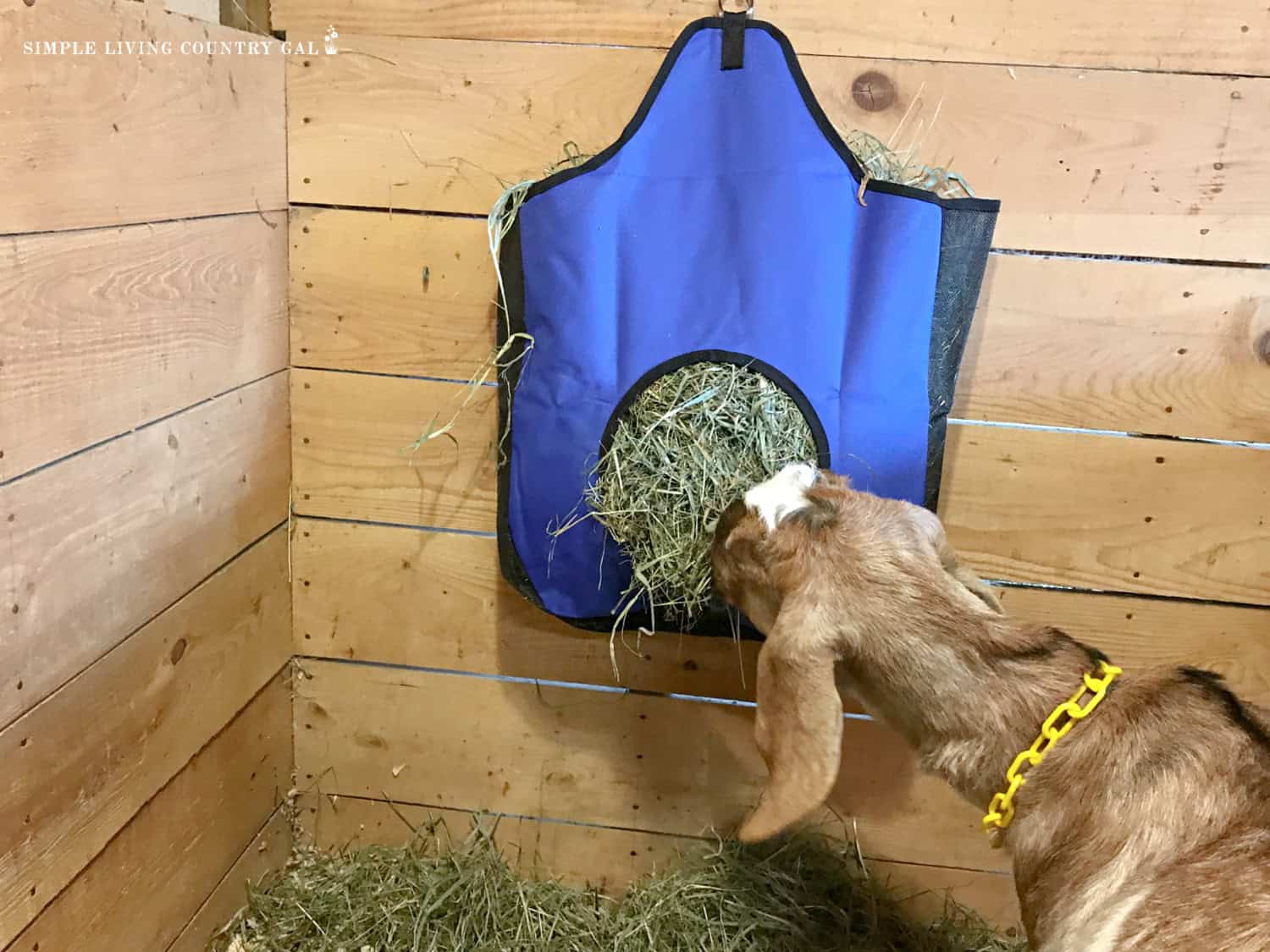 How to Prepare for Baby Goats When Kidding Begins | Simple Living ...