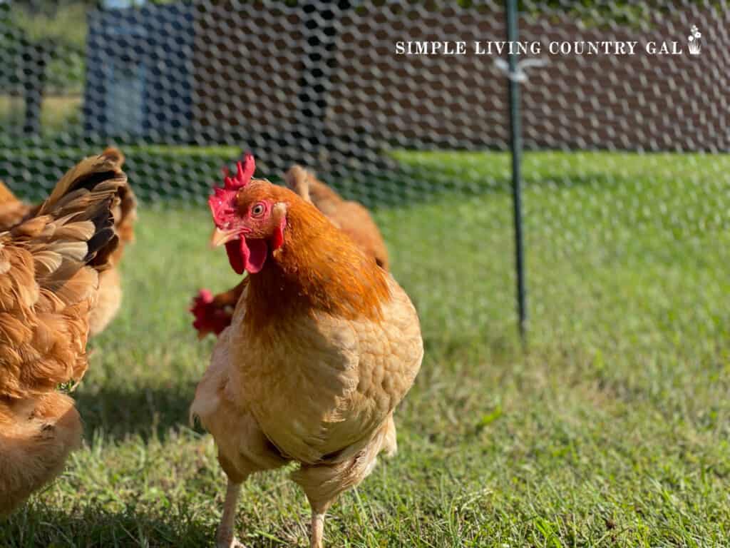Chicken Molting | Simple Living Country Gal
