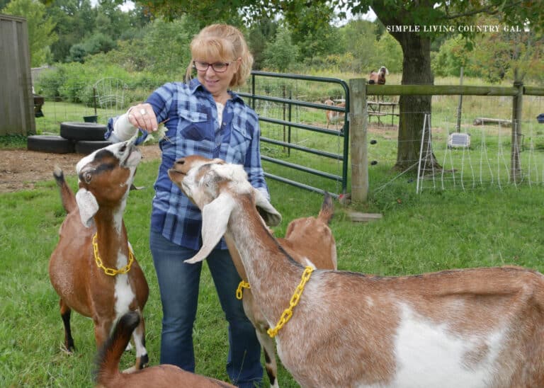 how to prepare for goats | Simple Living Country Gal