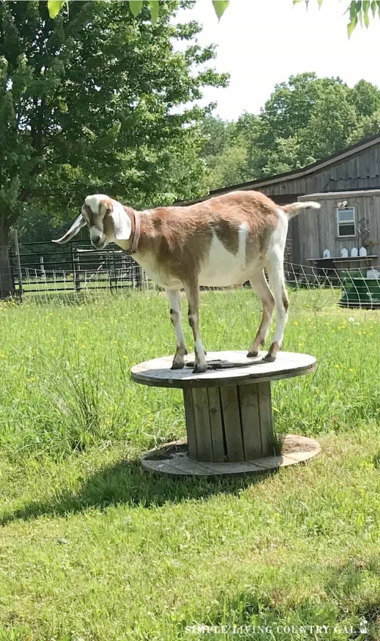 Goat Playground Ideas | Simple Living Country Gal